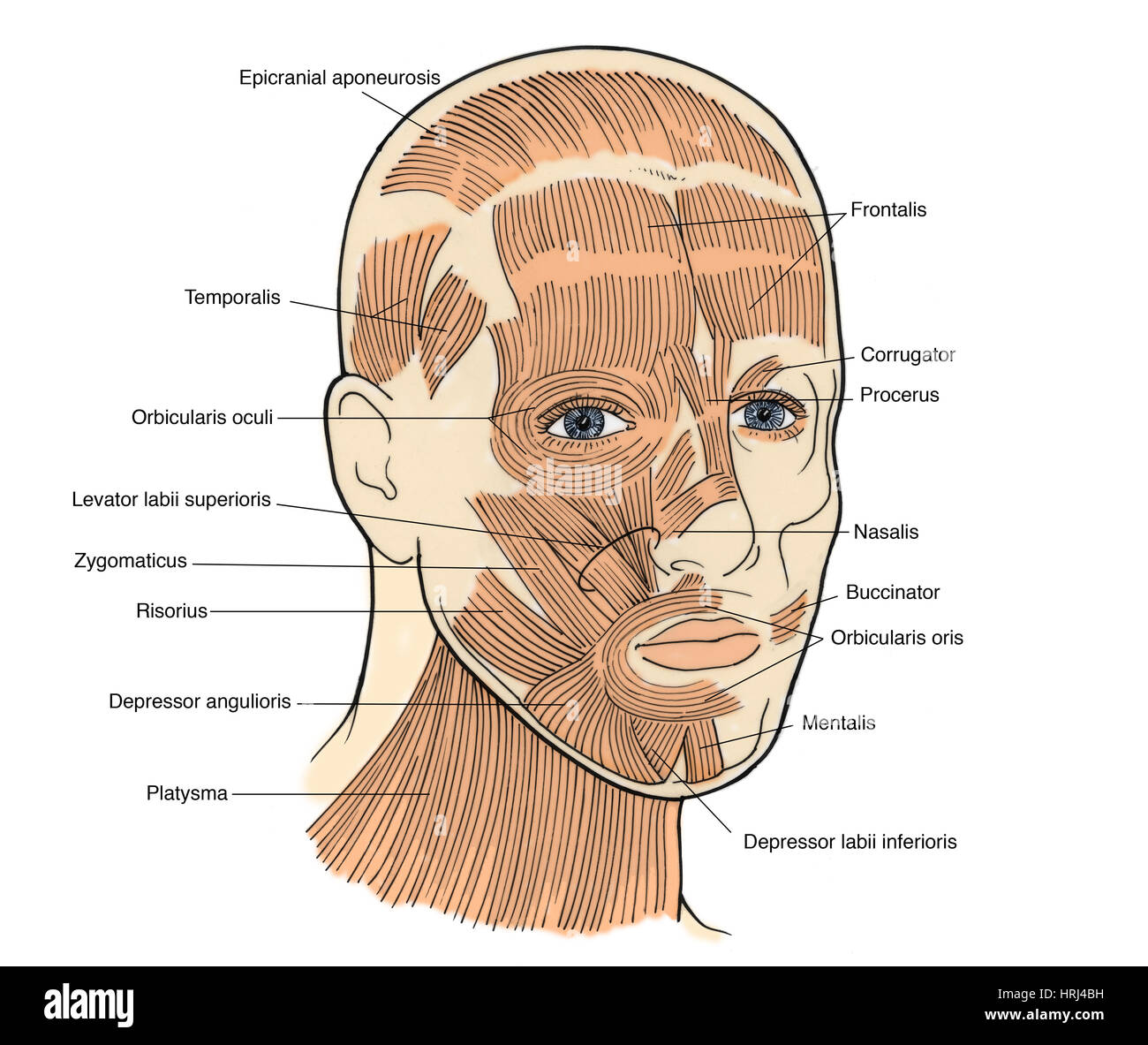 Illustration of Facial Muscles Stock Photo - Alamy