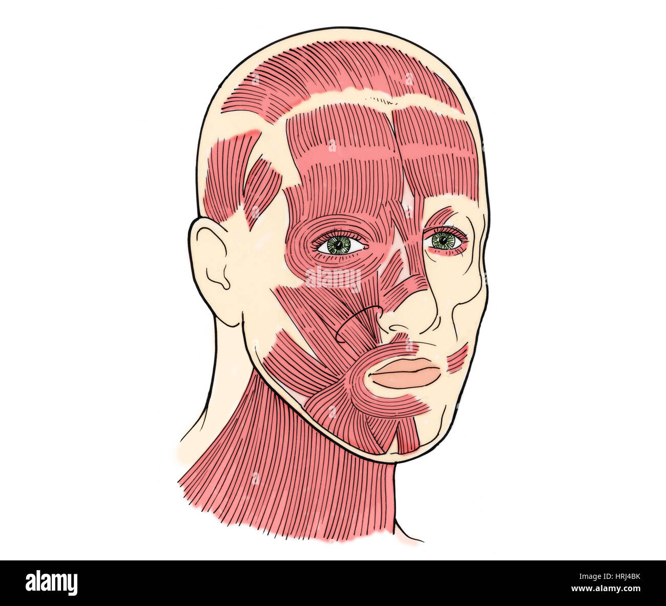 Frontalis muscles Cut Out Stock Images & Pictures - Alamy