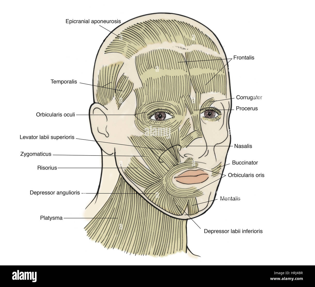 Illustration of Facial Muscles Stock Photo - Alamy