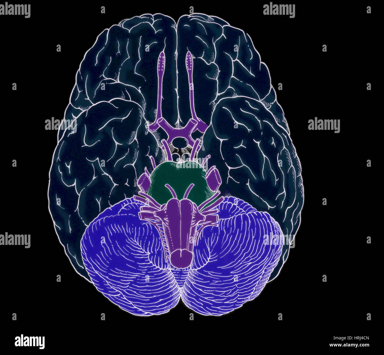 Anatomy brain cranial nerves hi-res stock photography and images - Alamy