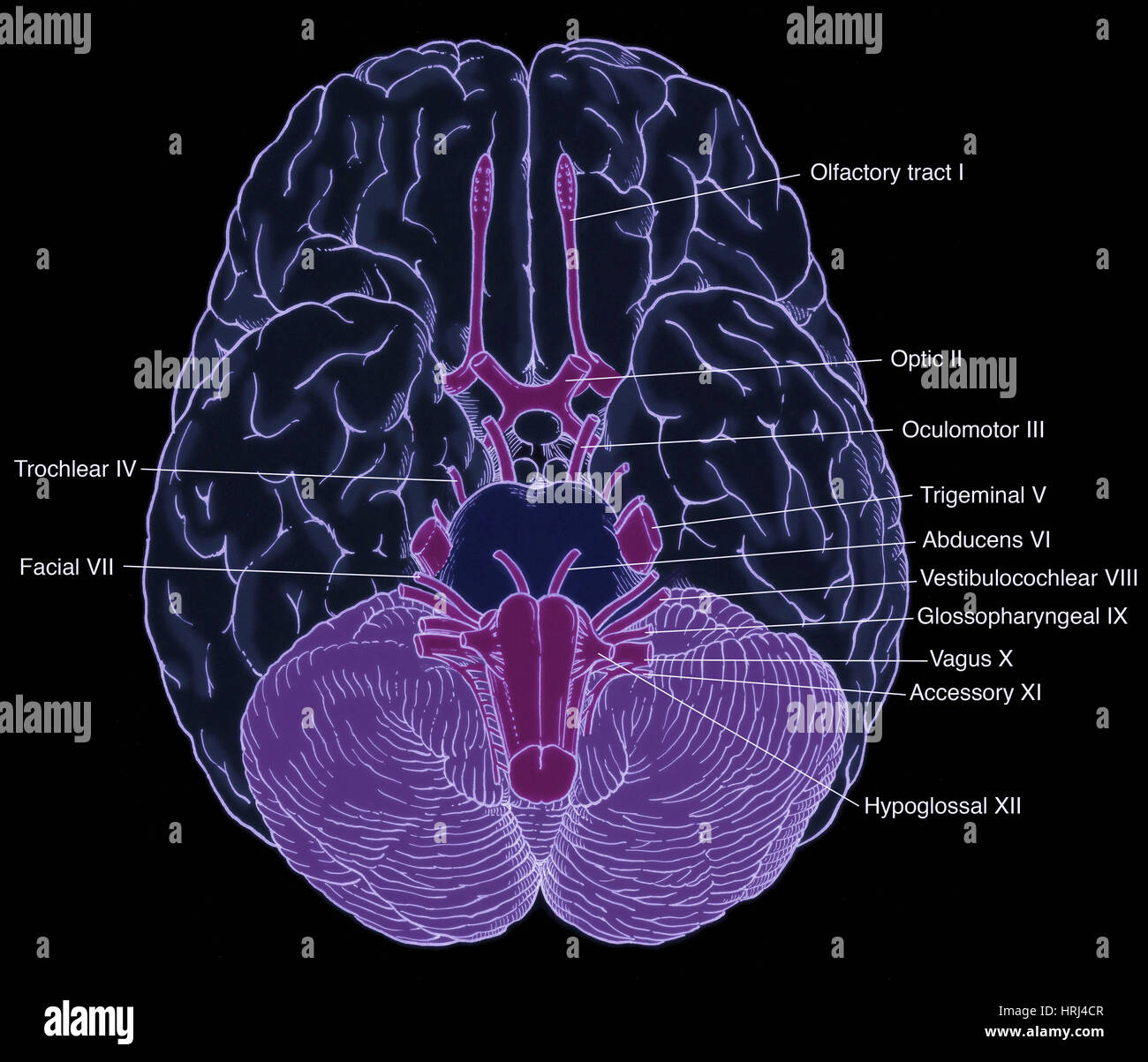 Circle Of Willis Cranial Nerves