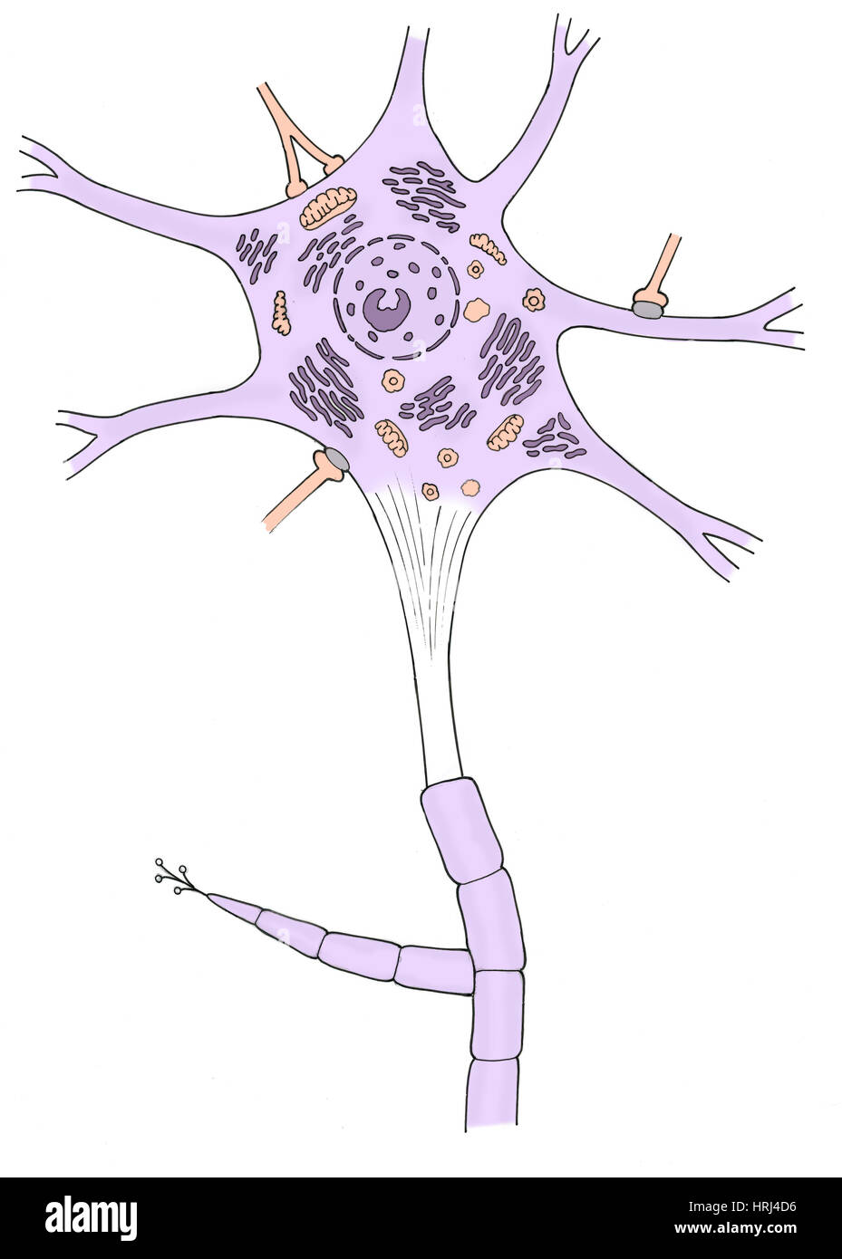 Illustration of Motor Neuron Stock Photo - Alamy