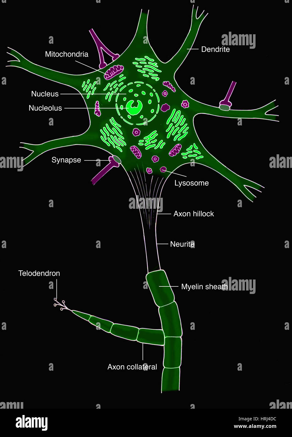 Illustration of Motor Neuron Stock Photo - Alamy
