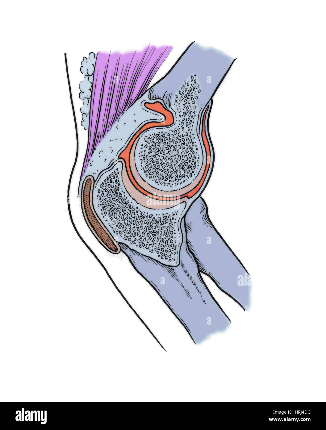 Illustration of Right Elbow Joint Stock Photo - Alamy