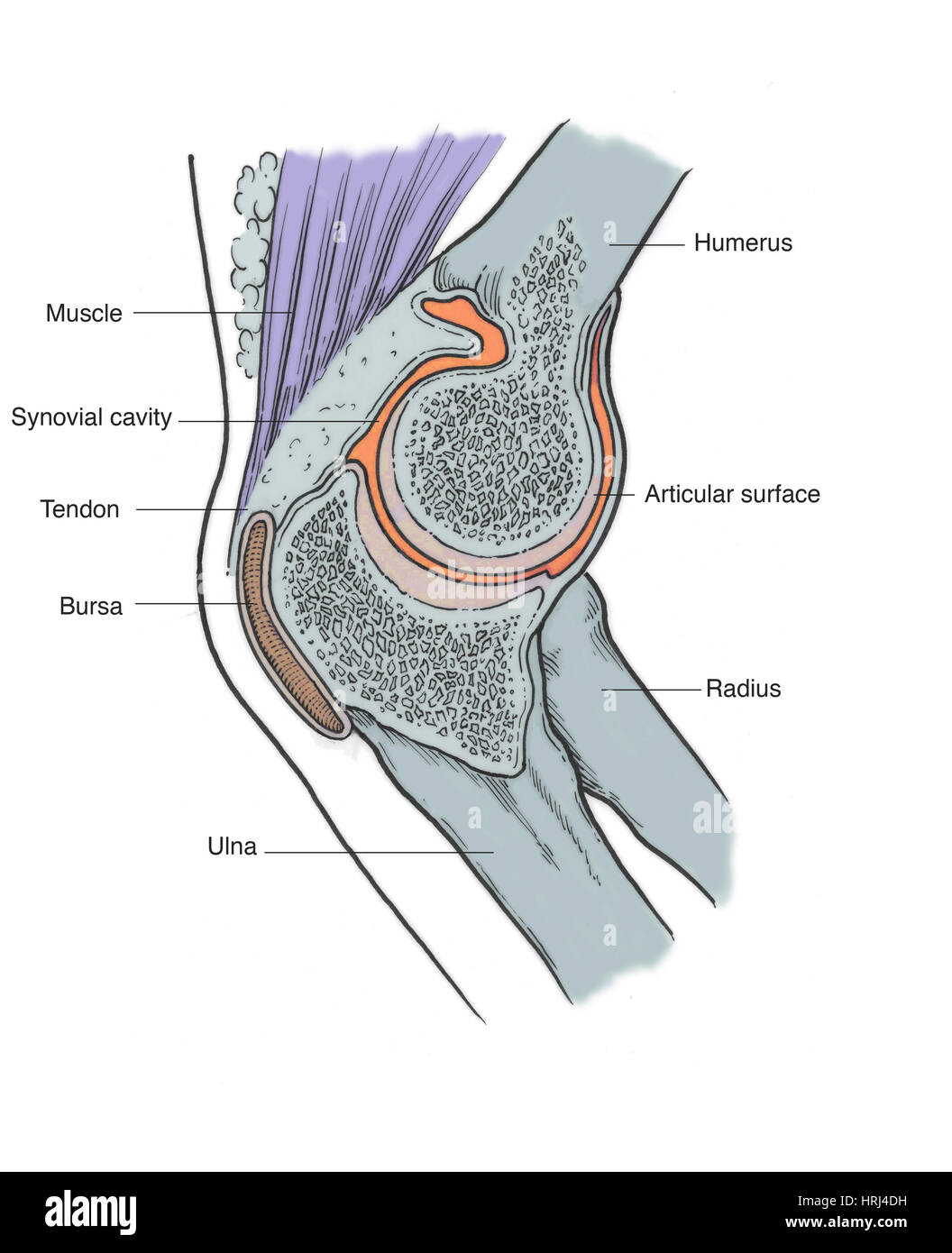 Elbow bursa hi-res stock photography and images - Alamy