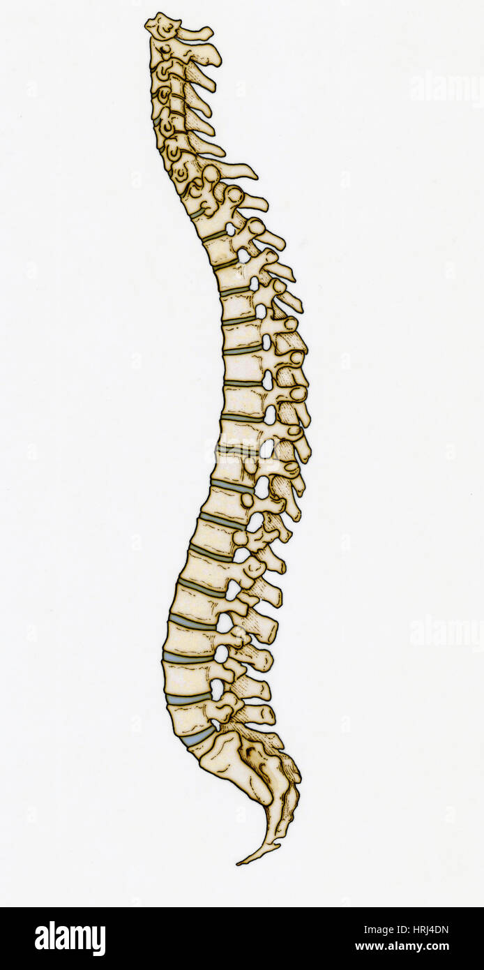 Illustration of Spinal Column Stock Photo - Alamy