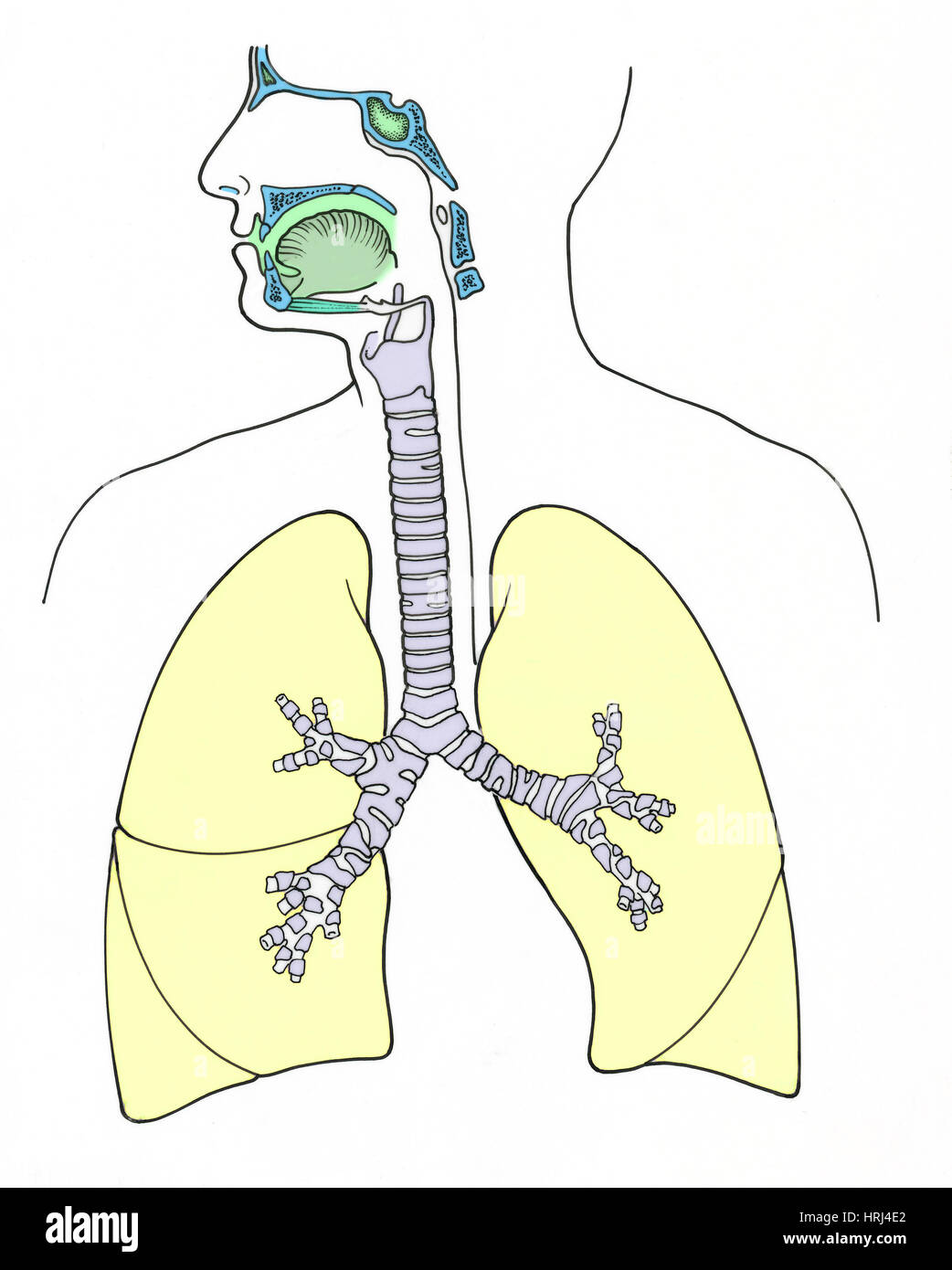 Illustration of Respiratory System Stock Photo - Alamy