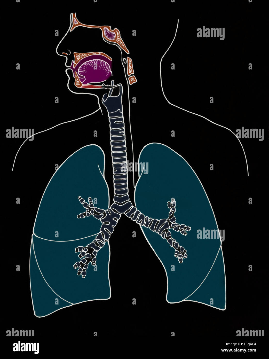 Illustration of Respiratory System Stock Photo - Alamy