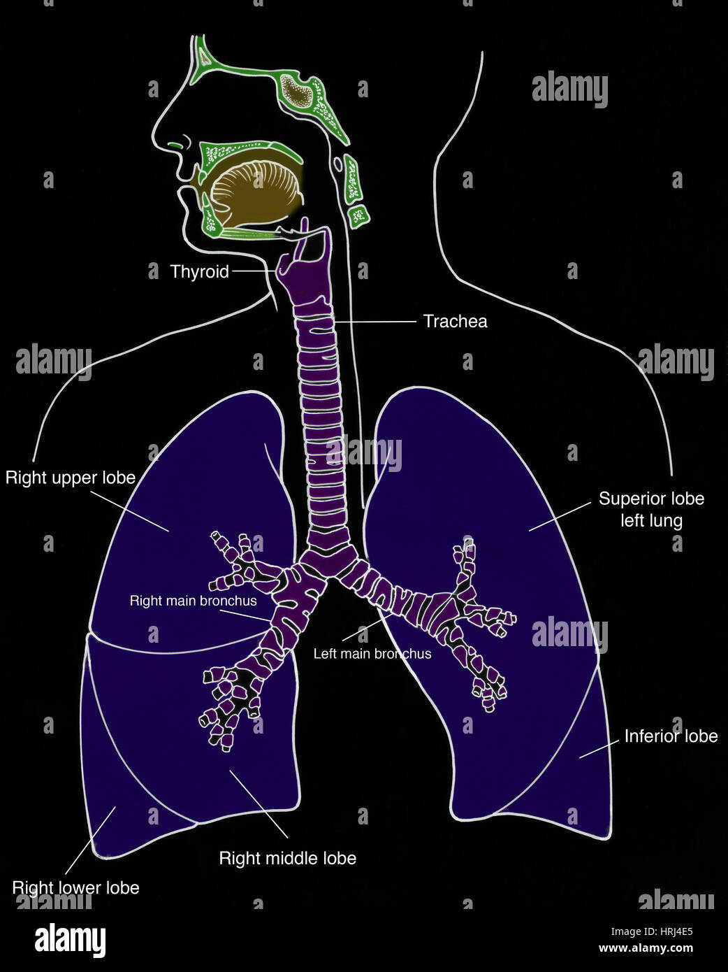 Illustration of Respiratory System Stock Photo - Alamy