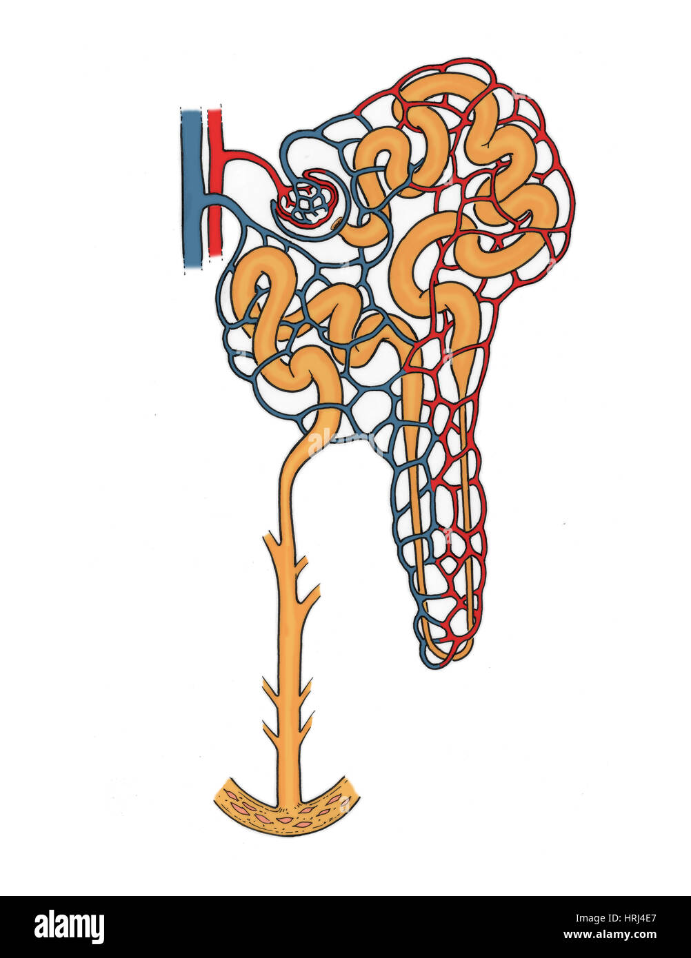 Illustration of Nephron Stock Photo - Alamy