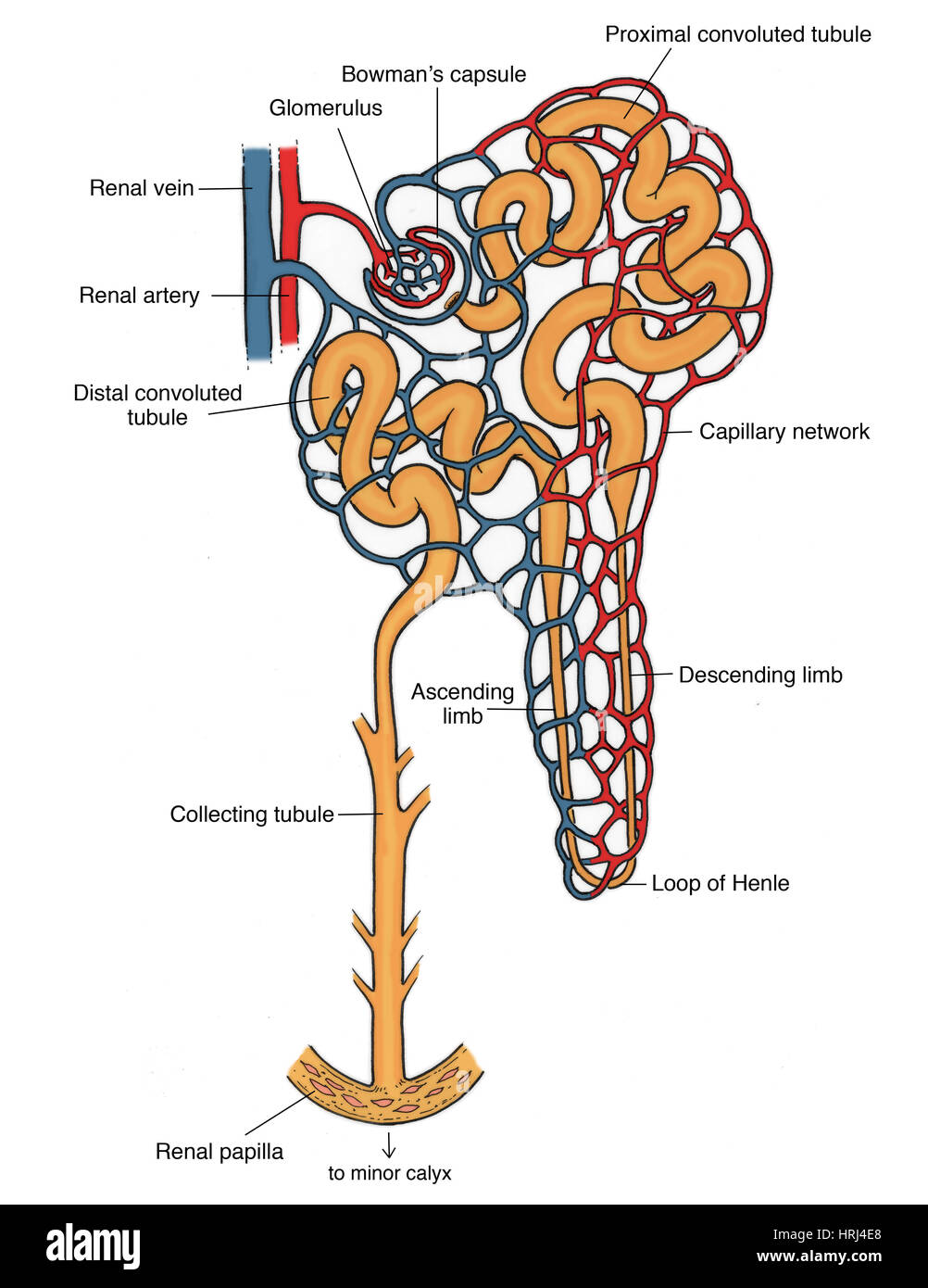 Proximal Convoluted Tubule High Resolution Stock Photography and Images ...