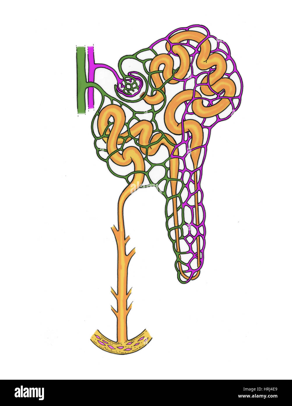 Illustration of Nephron Stock Photo - Alamy