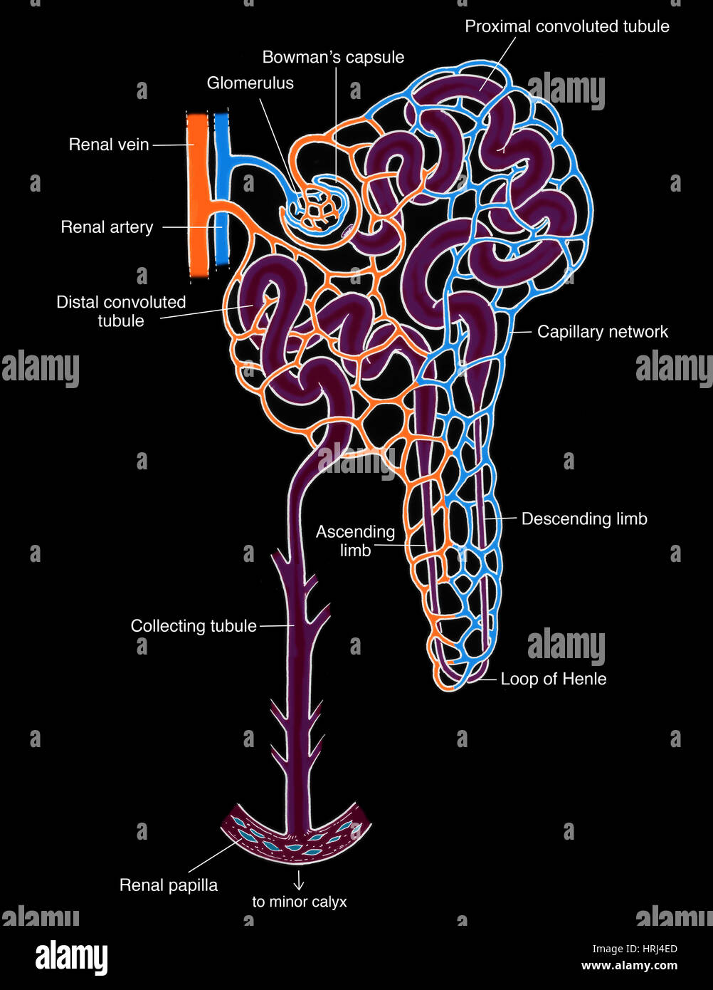 Illustration of Nephron Stock Photo - Alamy