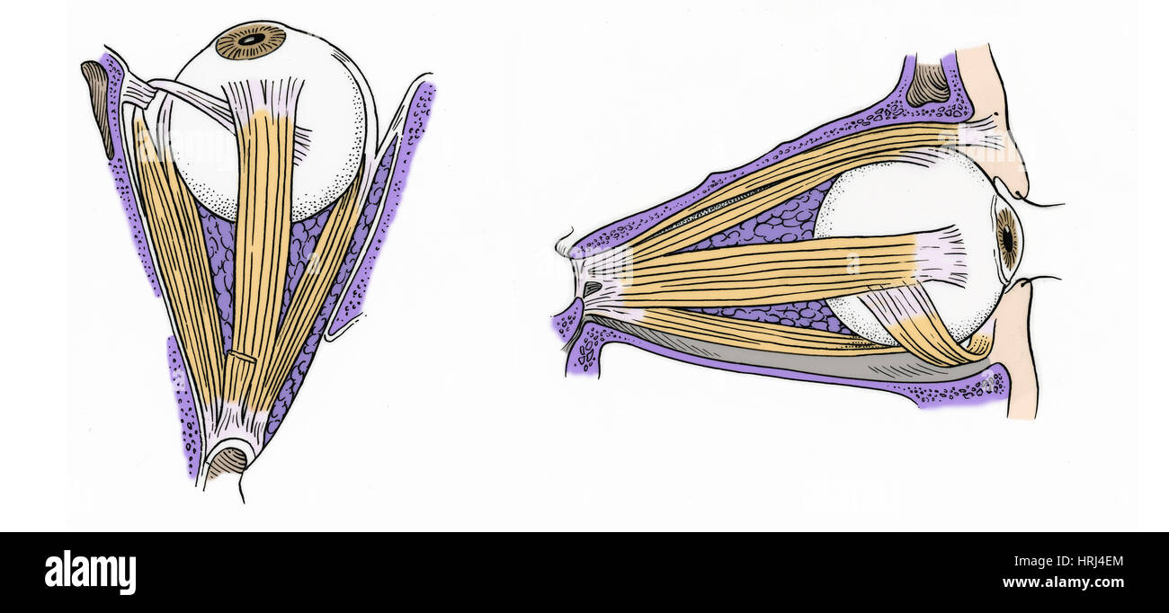 Illustration of Eye Muscles Stock Photo - Alamy