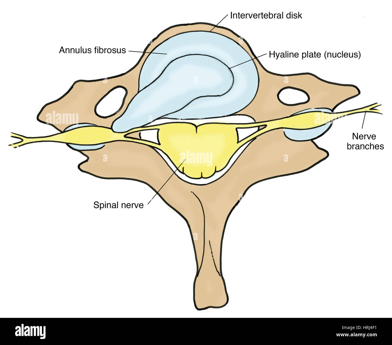 Structure Intervertebral Disk Outer Inner Zone Anulus, 45% OFF Structure Intervertebral Disk Outer Inner Zone Anulus, 45% OFF