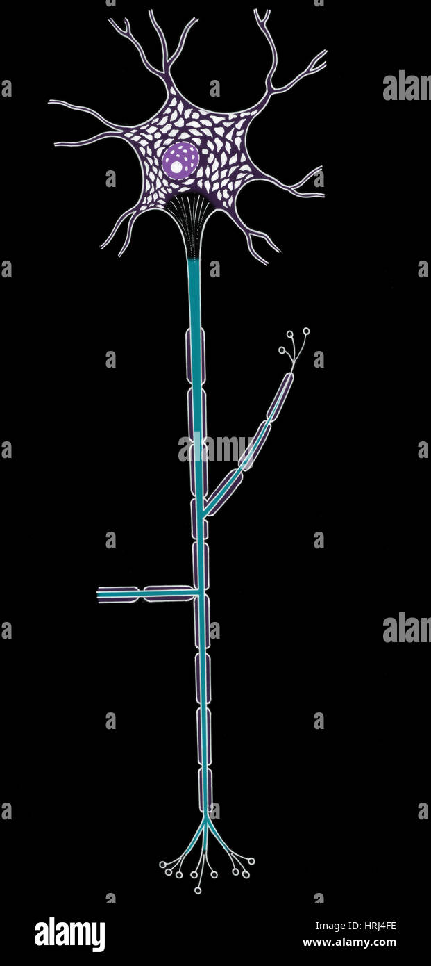 Multipolar neuron hi-res stock photography and images - Alamy