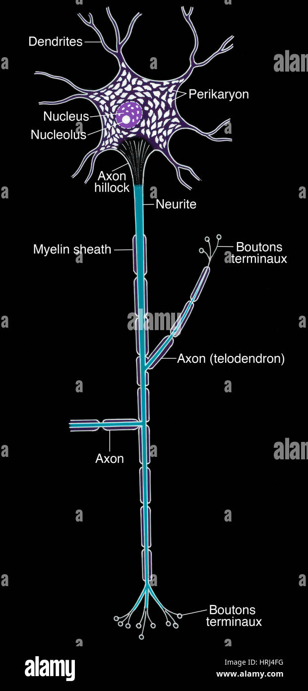 Axon hillock hi-res stock photography and images - Alamy