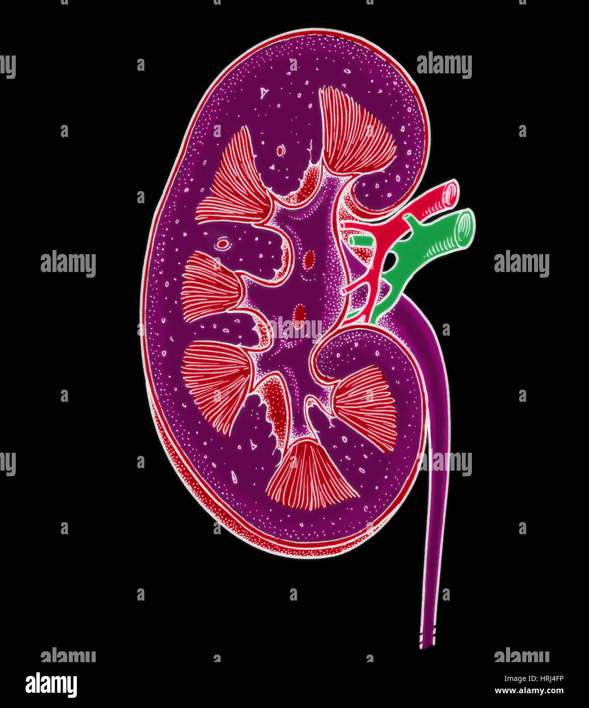 Renal pyramids hi-res stock photography and images - Alamy