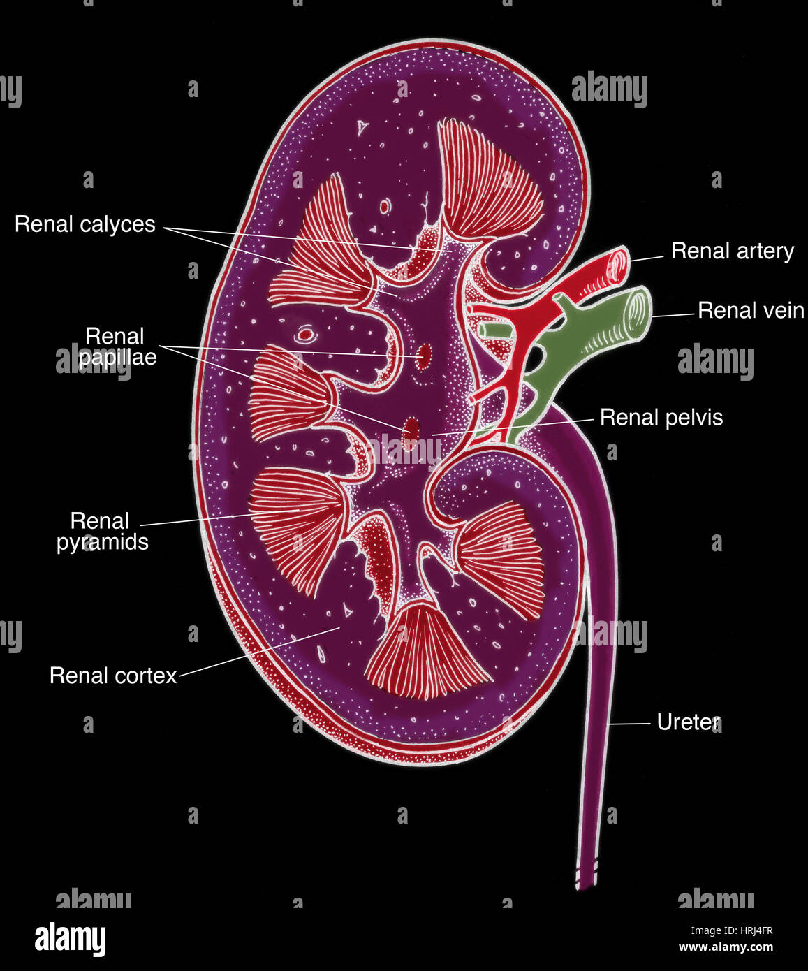 Renal calyces hi-res stock photography and images - Alamy