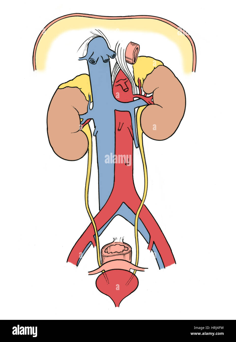 Illustration of Female Urinary System Stock Photo - Alamy