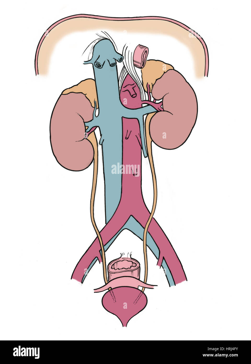 Illustration of Female Urinary System Stock Photo - Alamy