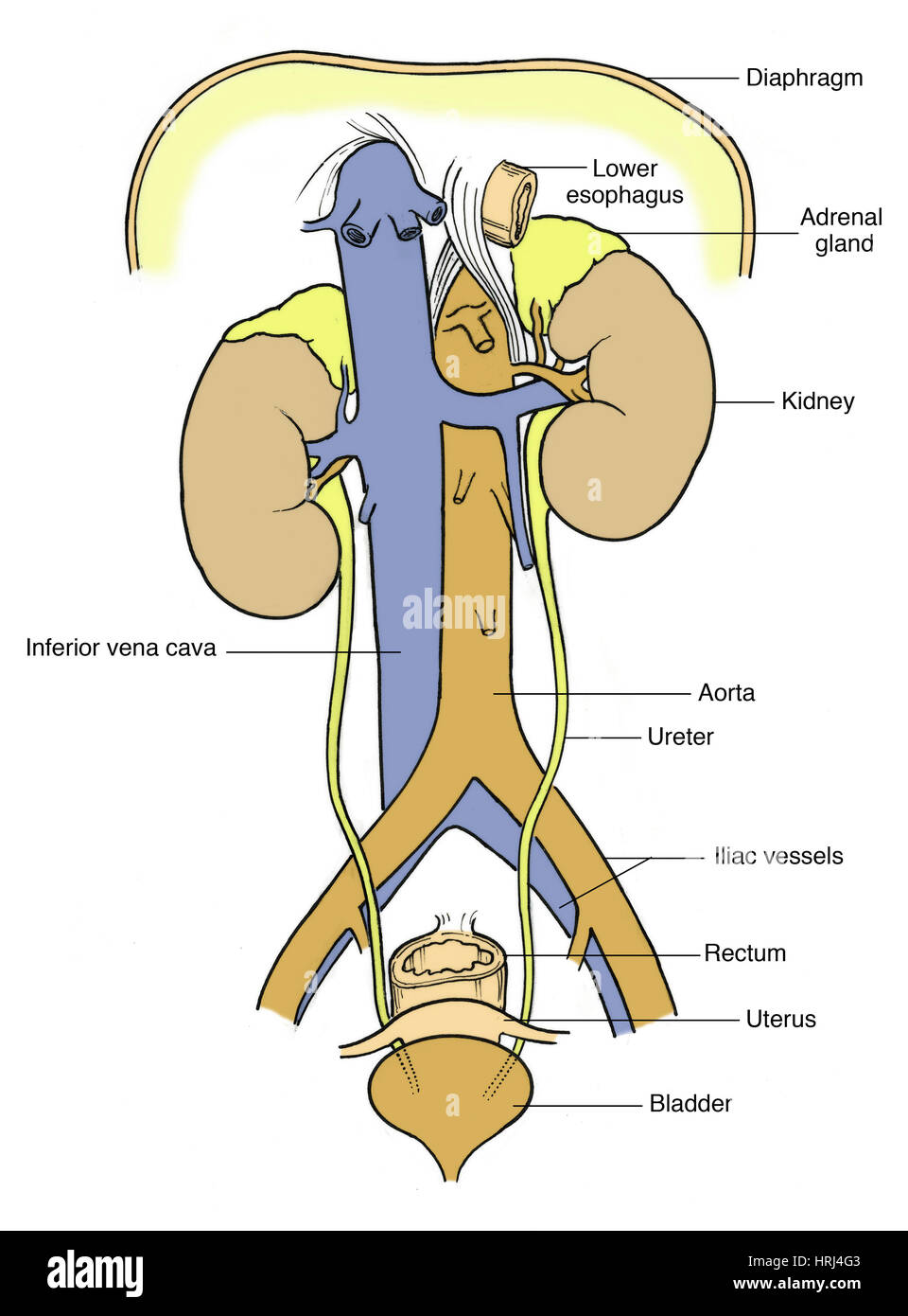Illustration of Female Urinary System Stock Photo - Alamy