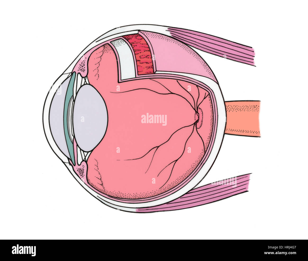 Illustration of Eye Anatomy Stock Photo - Alamy