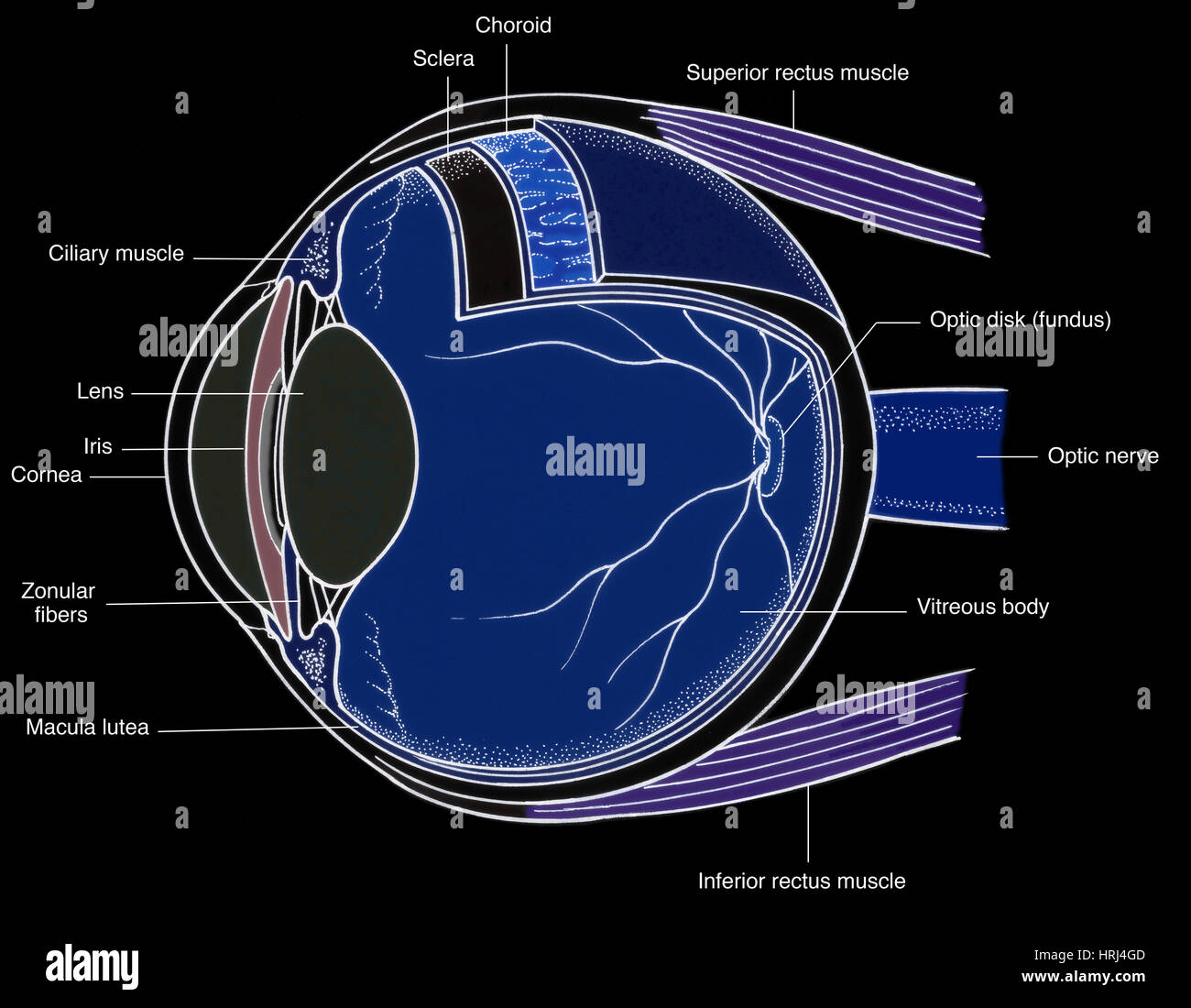 Zonular hi-res stock photography and images - Alamy