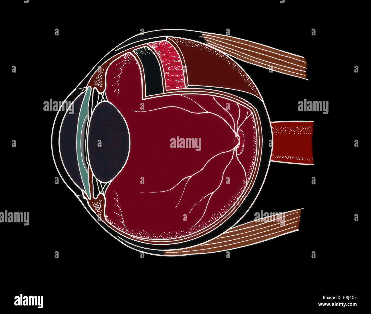 Caruncula hi-res stock photography and images - Alamy