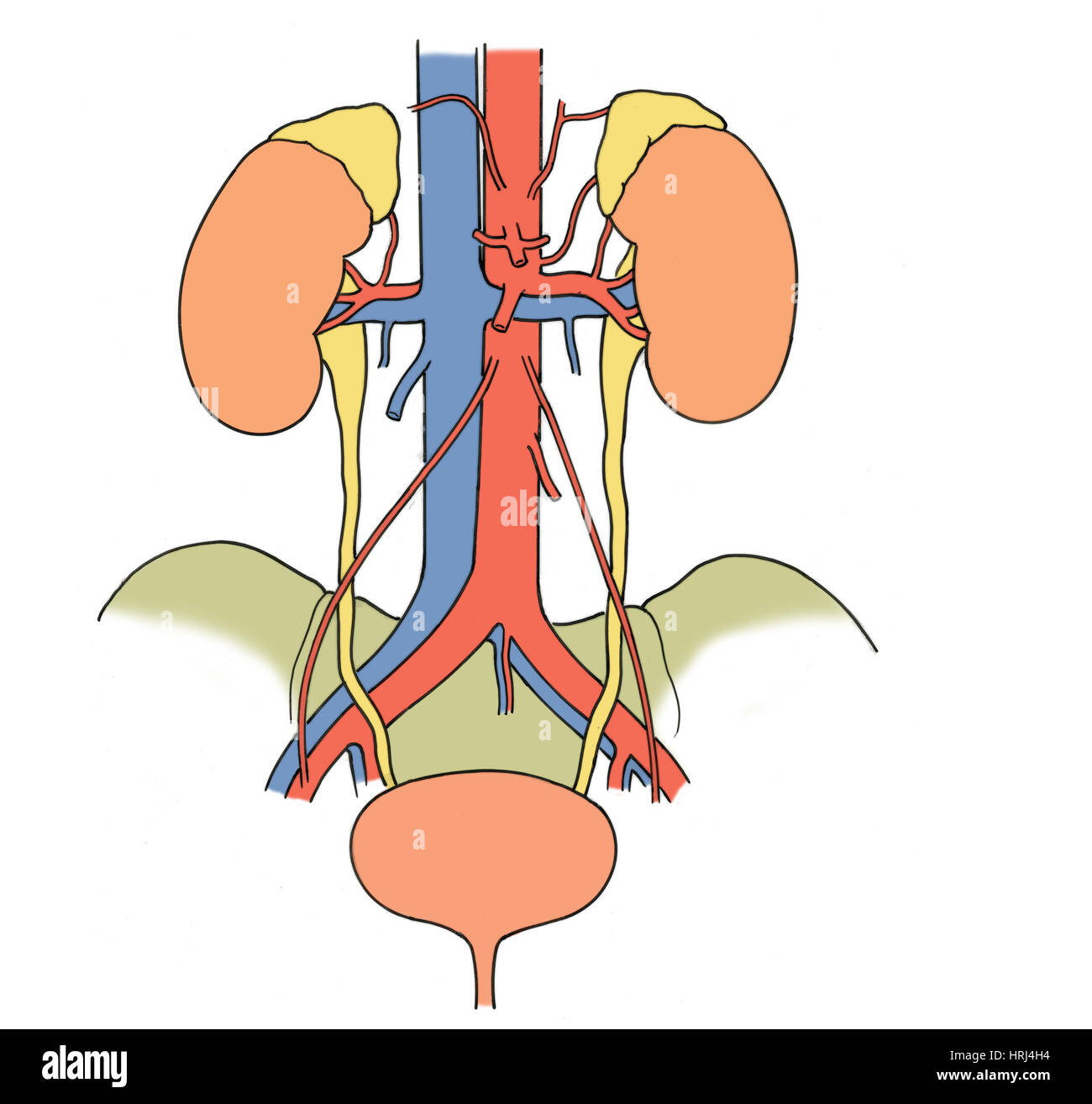 Illustration of Urinary System Stock Photo - Alamy