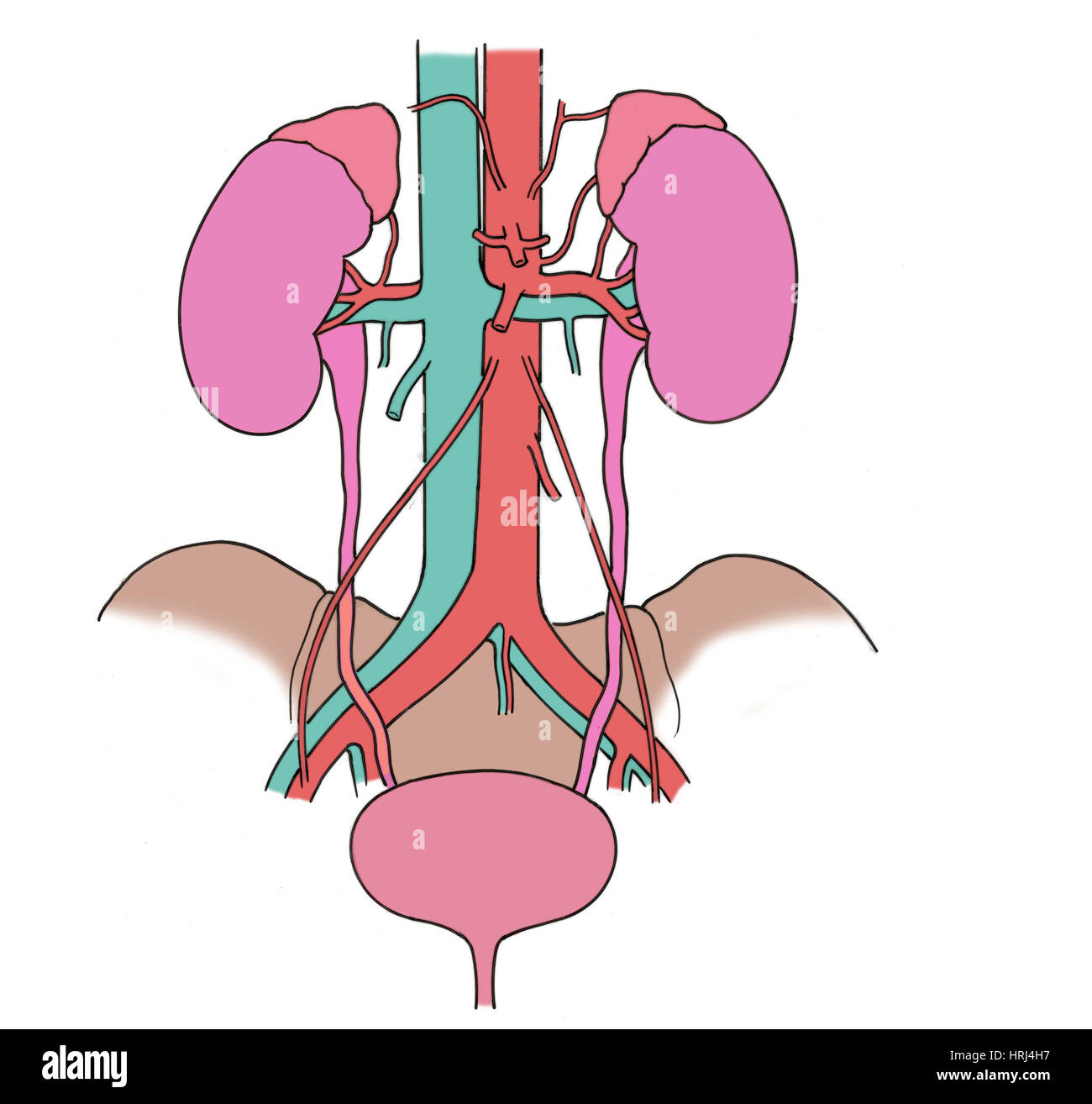 Anatomical illustration showing arteries hi-res stock photography and ...