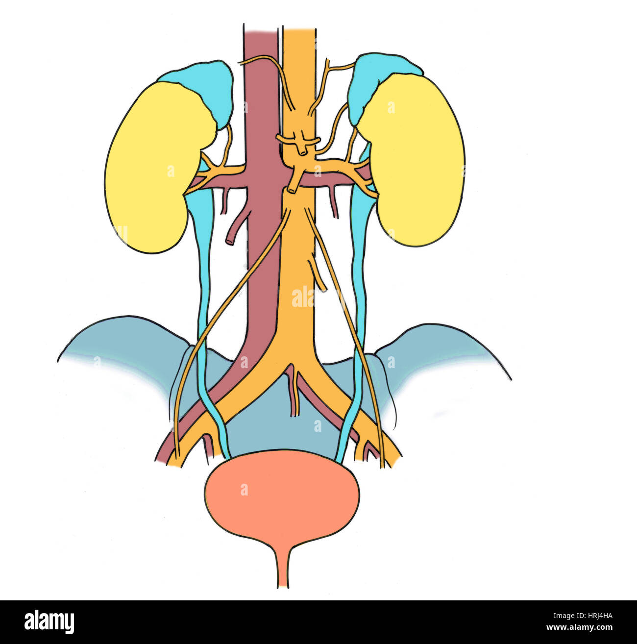 Anatomical illustration showing arteries hi-res stock photography and ...