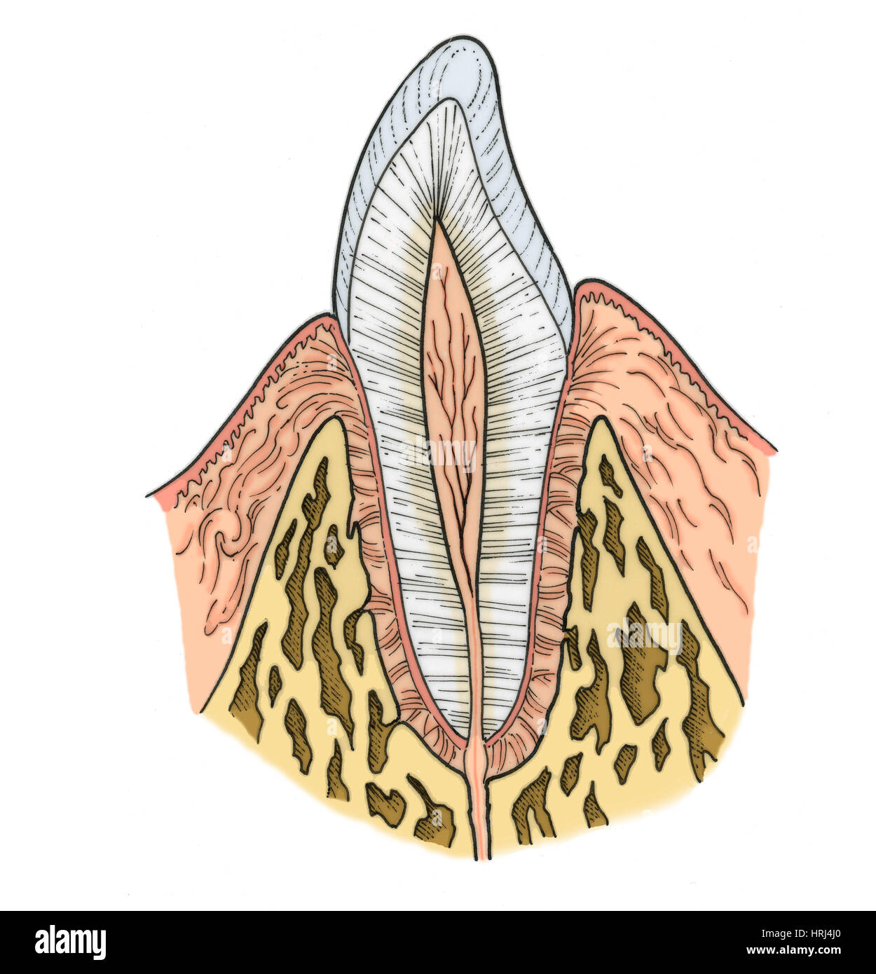 Illustration of Pre-Molar Tooth Stock Photo - Alamy