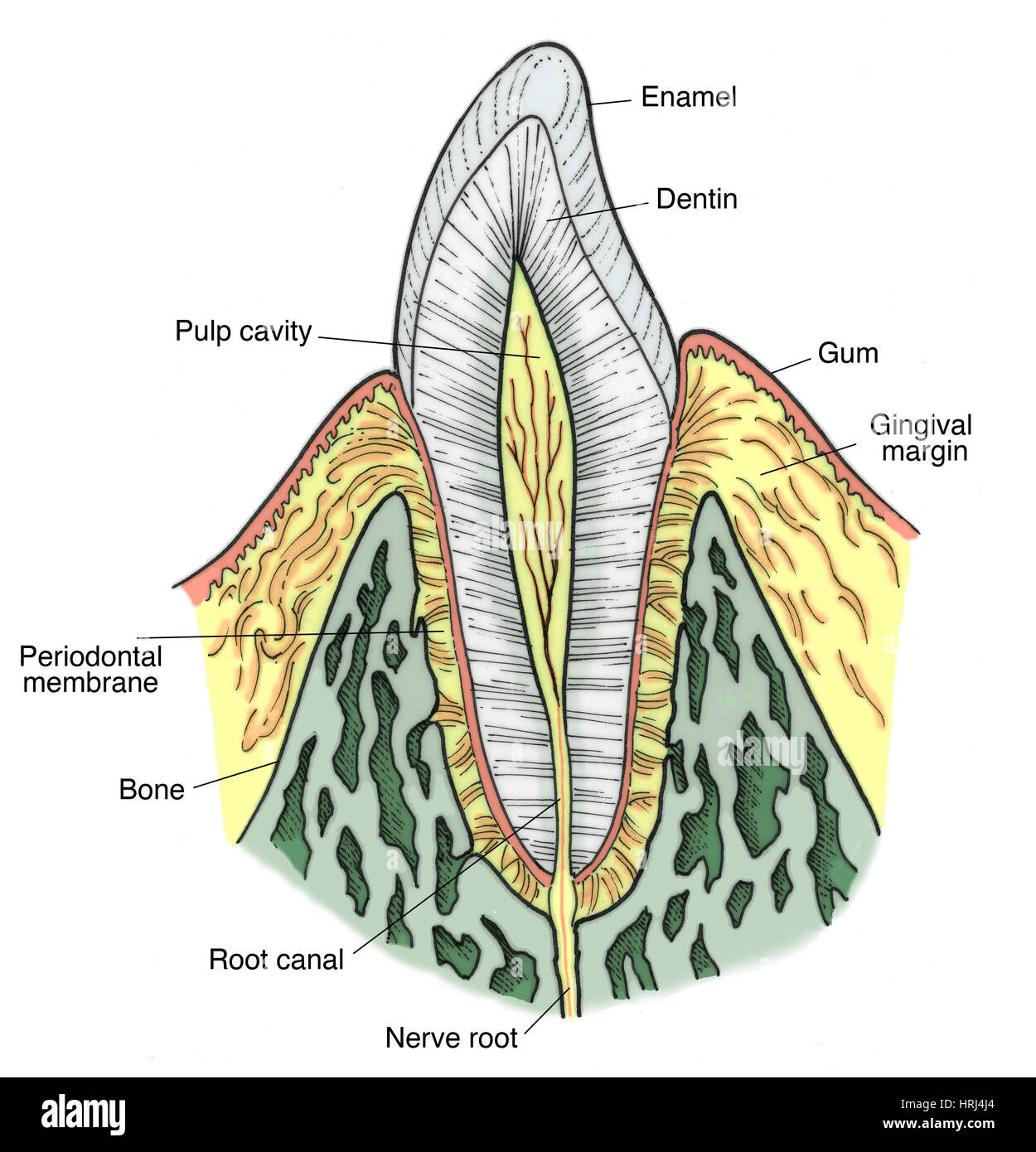 Pre Molar Cut Out Stock Images & Pictures - Alamy