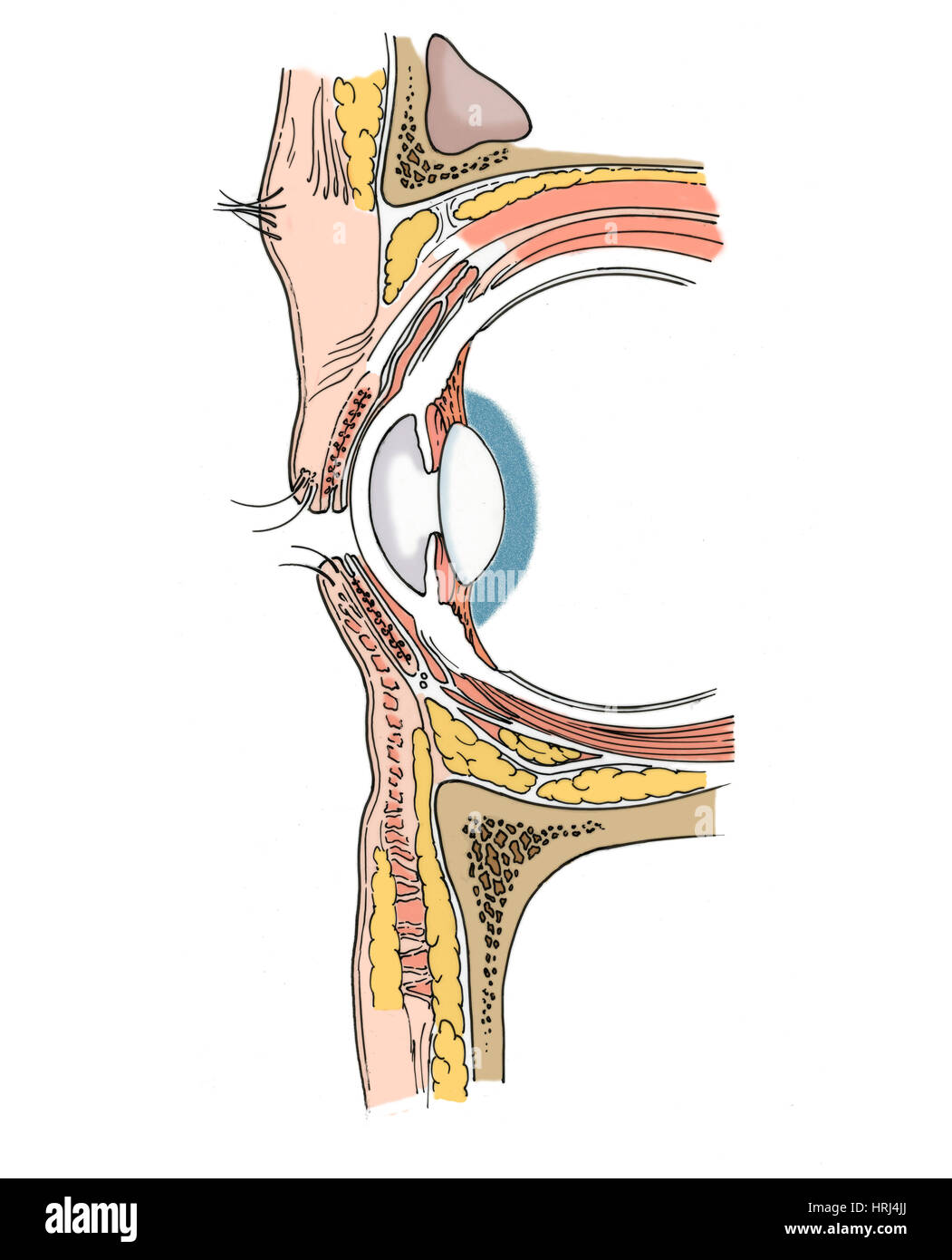 Illustration of Eye Anatomy Stock Photo - Alamy