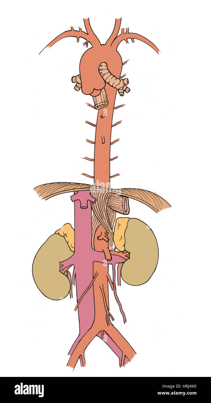Aorta drawing hi-res stock photography and images - Alamy