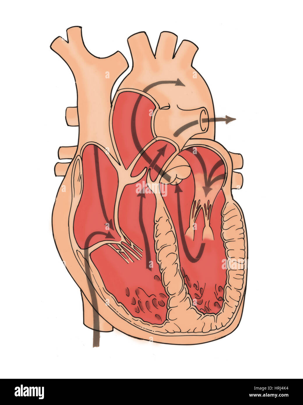 Illustration of Coronary Circulation Stock Photo - Alamy