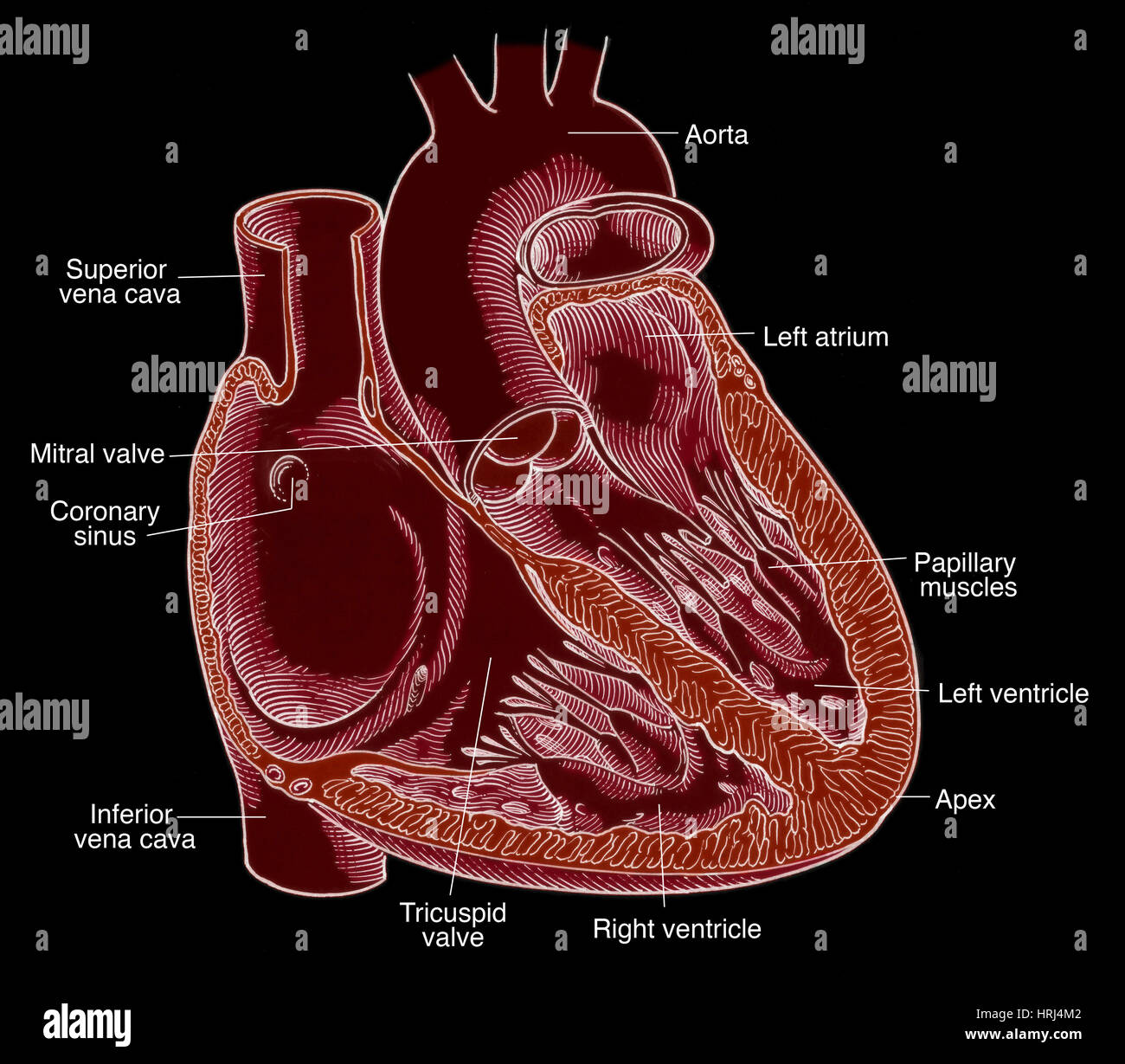 Cow Heart Diagram