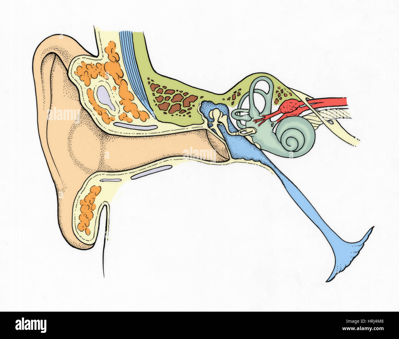 Illustration of Ear Anatomy Stock Photo - Alamy