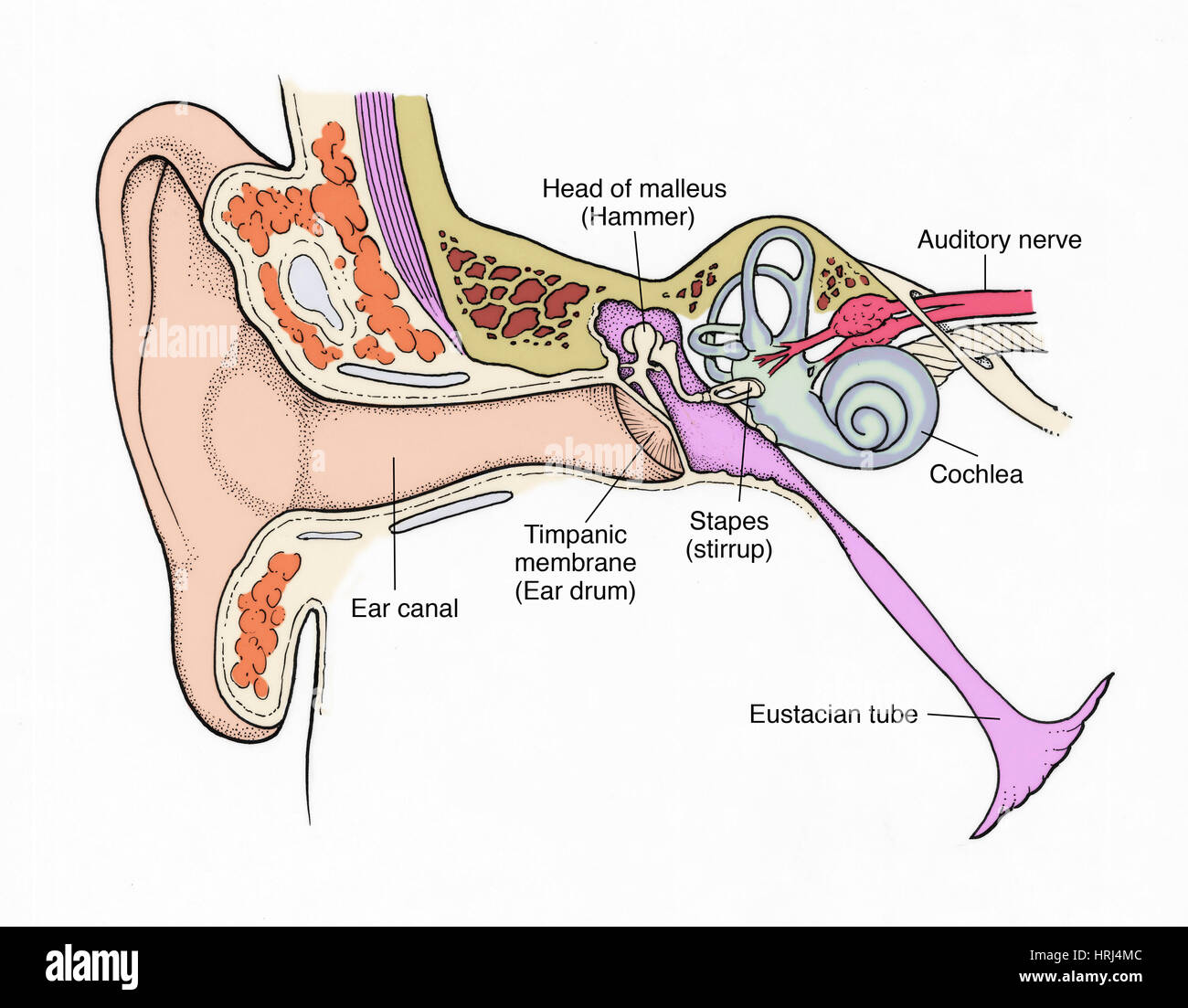 Auditory system anatomy hi-res stock photography and images - Alamy