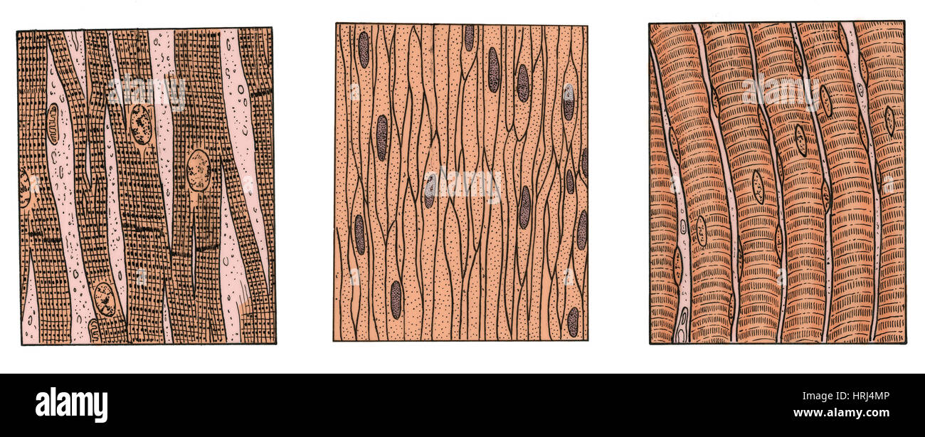 Illustration of Muscle Types Stock Photo - Alamy