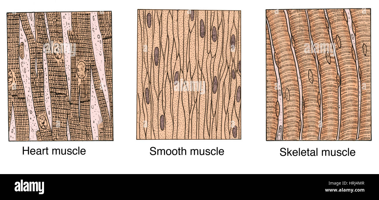 Illustration of Muscle Types Stock Photo - Alamy