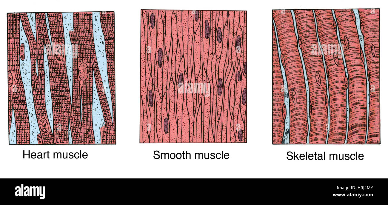 Illustration of Muscle Types Stock Photo - Alamy