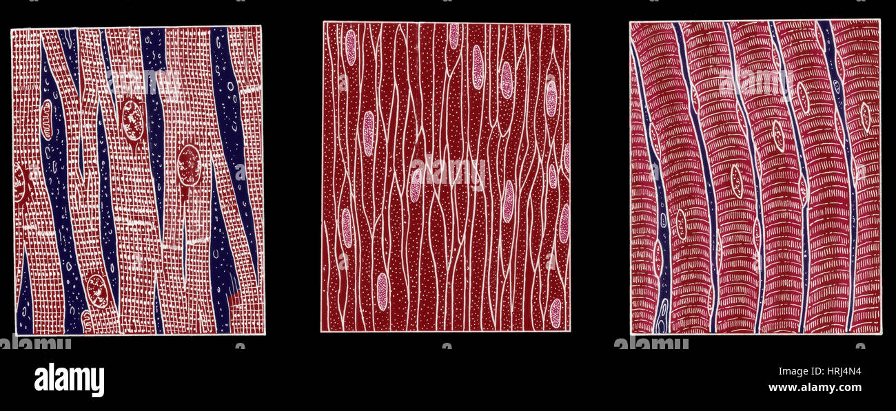 Illustration of Muscle Types Stock Photo - Alamy