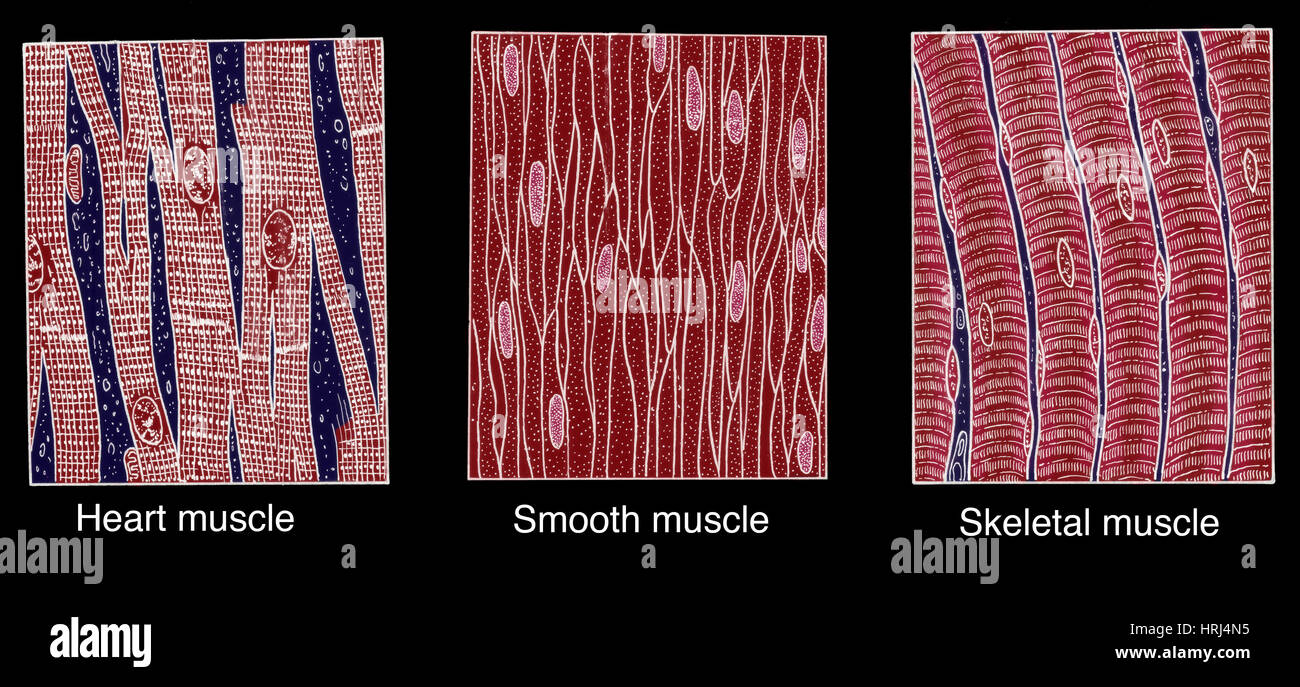 Illustration of Muscle Types Stock Photo - Alamy
