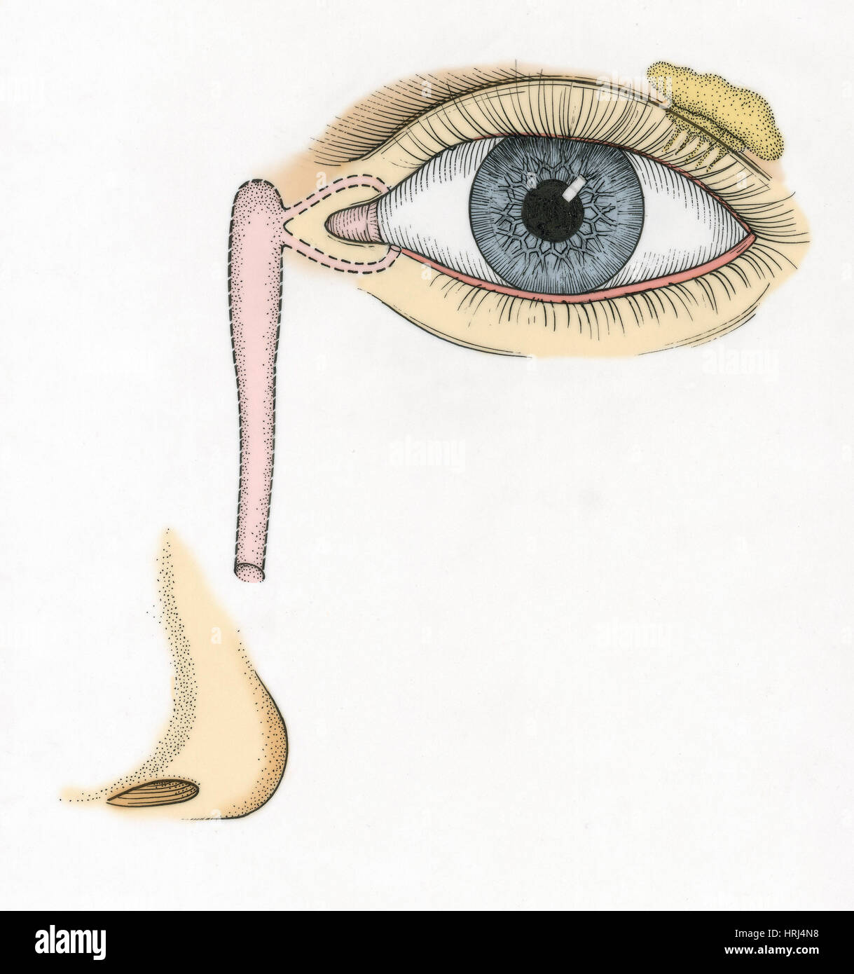 Human Eye And Tear Duct Diagram Vintage Anatomy Drawing