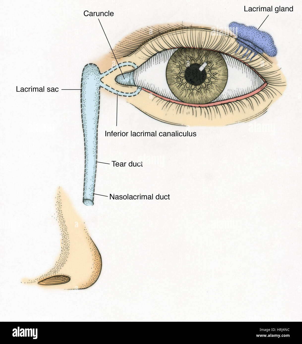 Lacrimal caruncle hi-res stock photography and images - Alamy