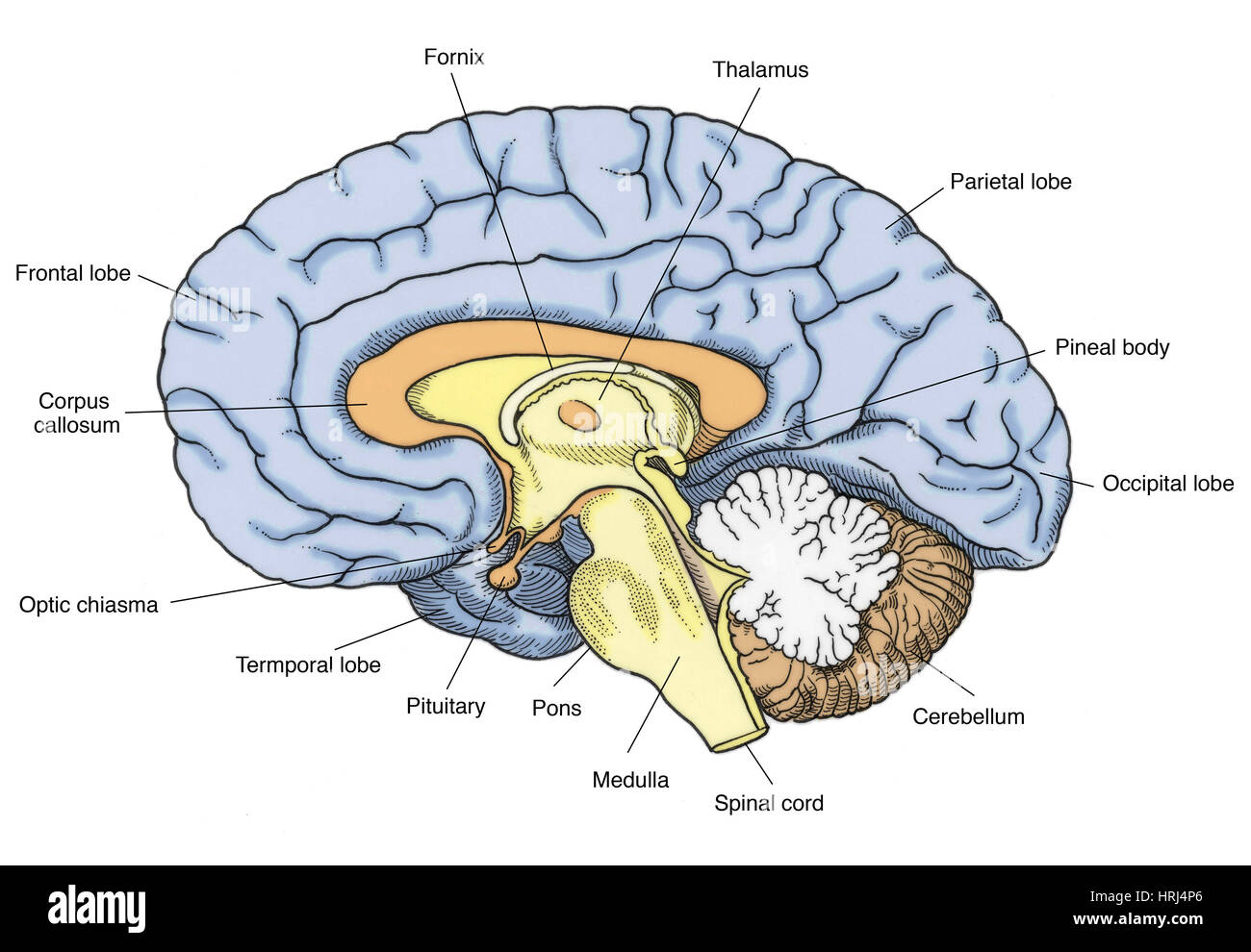 Parts Of Optic Chiasm at Randy Stambaugh blog