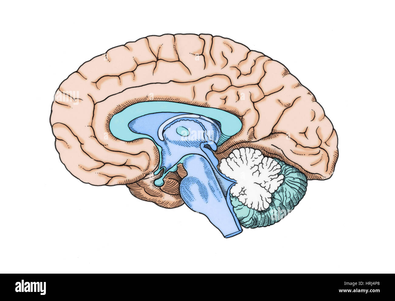 Medical structure human brain Cut Out Stock Images & Pictures - Alamy