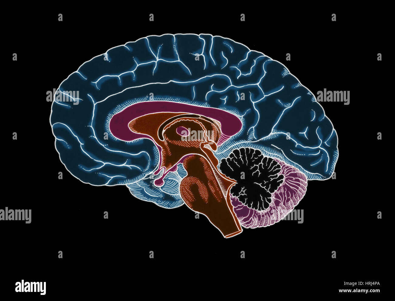 Illustration of Human Brain Stock Photo - Alamy